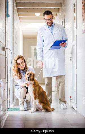 Veterinary clinic, two veterinarians working with a Siberian cat Stock ...