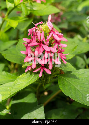 Summer spike of red flowers of the South African straggling, tender ...