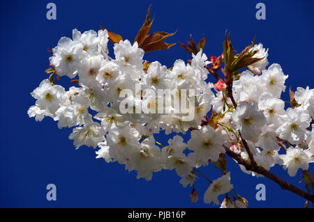 The Ornamental Prunus Shizuka 'Cherry Tree' or Fragrant Cloud grown at ...