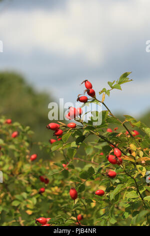 Wild rose in colourful autumn in Germany Stock Photo - Alamy