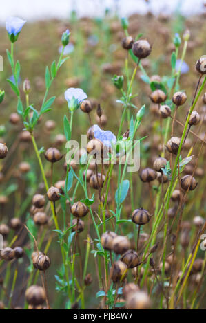 growing a flax crop to harvest seeds and straw for fabric making, an ...