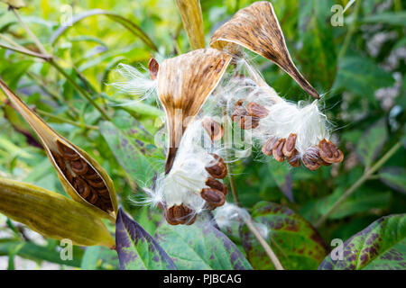 Opening seed pods on a swamp milkweed plant, Asclepias incarnata, in a ...