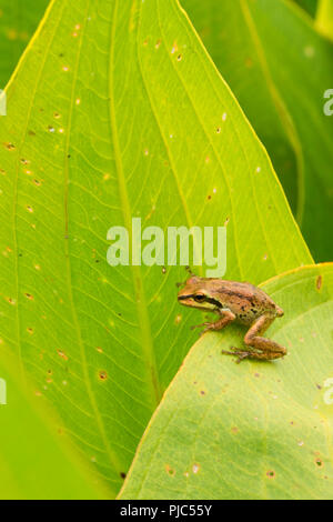 Pacific treefrog at Egret Marsh, Ankeny National Wildlife Refuge ...