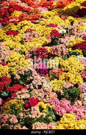 Eram Garden, Shiraz, Fars Province, Iran, Middle East Stock Photo - Alamy