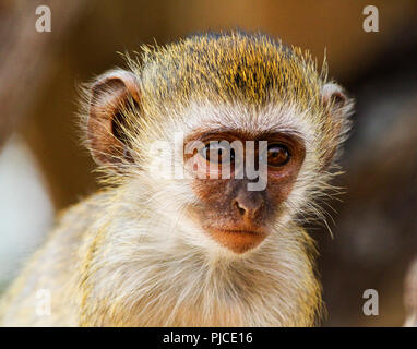 Male Vervet Monkey with blue scrotum and red penis Nairobi National ...