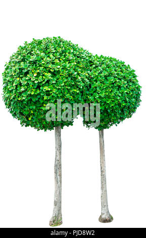 Decorative round trimmed green bush in park in sunny day. Landscape ...