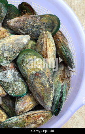 Perna canaliculus or known as New Zealand green-lipped mussel Stock ...