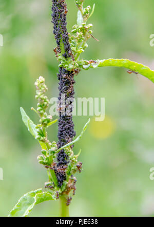 plant lice colony Stock Photo - Alamy