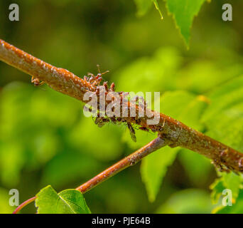 plant lice colony closeup in sunny ambiance Stock Photo - Alamy
