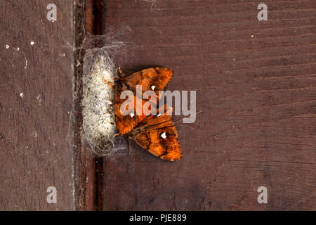 Vapourer Moth, Orgyia antigua, UK, wingless female with newly laid eggs ...