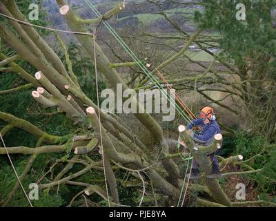 Tree surgeon cutting branches of a Deodar cedar tree uprooted in a ...