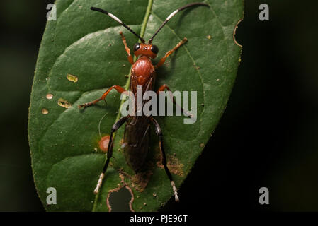 A small red wasp from the Amazon jungle in Southern Peru Stock Photo ...