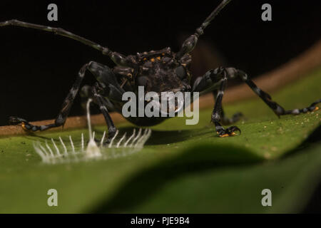This mysterious structure is called silkhenge, it is made by a spider ...