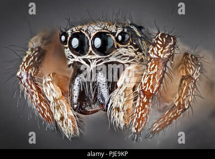 High macro view of the fangs of a Zebra jumping spider, Salticus ...