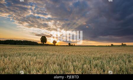 Beautiful summer sunset landscape with oat field. Idyllic summer fields ...
