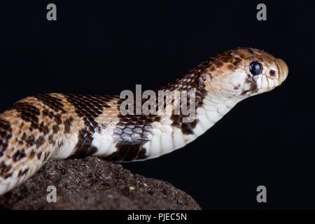 Eastern Shield-nose Snake (Aspidelaps scutatus) venomous snake in ...