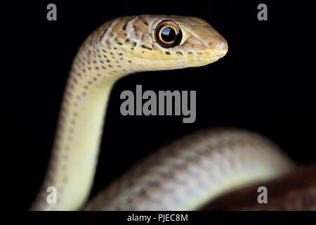 Short snouted grass snake (Psammophis brevirostris Stock Photo - Alamy