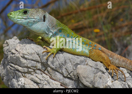 Oscillated lizard, Malaga, Andalusia, Spain Stock Photo - Alamy