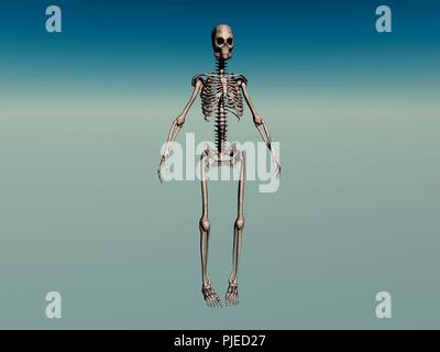 Male Internal Organs Anatomy Stock Photo - Alamy