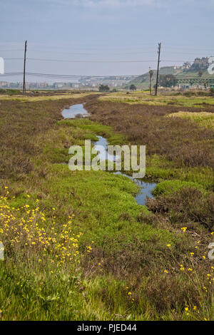 Ballona Wetlands Ecological Reserve, Playa Vista, Los Angeles ...