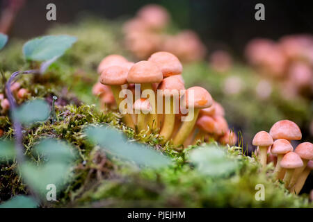 Poisonous, inedible mushrooms in the autumn forest Stock Photo - Alamy