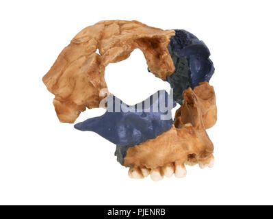 Homo antecessor Skull Stock Photo - Alamy
