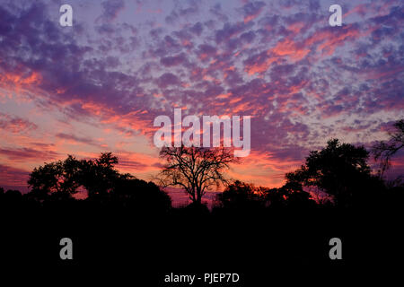 African sunset Botswana with bright red reflection on the clouds Stock ...
