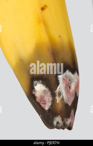 A post-harvest storage rot at the flower end of a banana fruit, pink ...