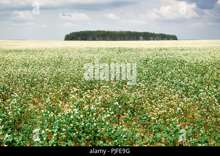 flower field, flowering buckwheat and forest far on the horizon ...