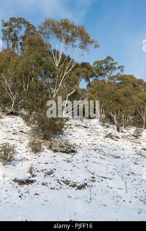 Snowfall in mountains landscape with eucalyptus forest. Winter in NSW ...