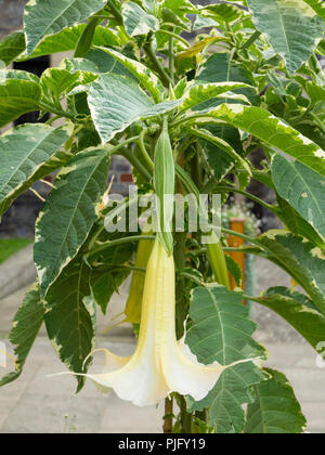 White edged foliage and large white trumpet flower of the tender exotic ...