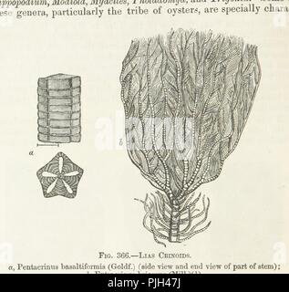 Archive image from page 794 of The cyclopædia of anatomy and. The ...