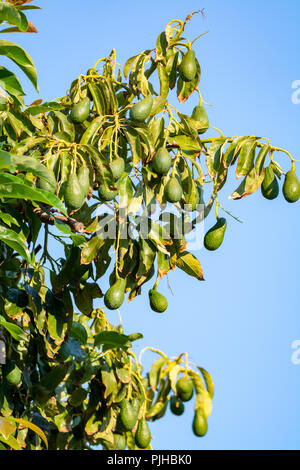 Seasonal harvest of green orgaic avocado, tropical green avocadoes ...