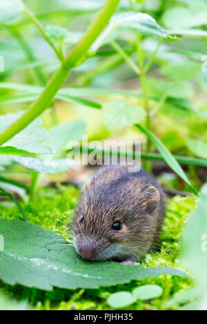 forest birch mouse (Sicista betulina) small in its natural habitat ...