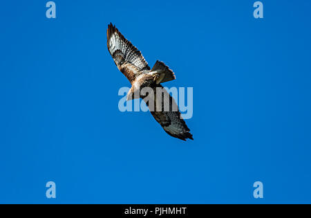 Common buzzard, flying overhead, Alsager, Cheshire, UK Stock Photo - Alamy