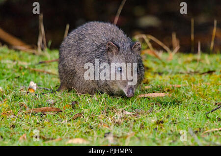 a long nosed potoroo, tasmania, australia Stock Photo - Alamy