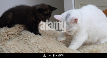 Turkish Angora Mother Cat with Tortoiseshell Kitten Eating Dried Food ...