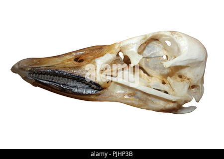 The skull of a duck Stock Photo - Alamy