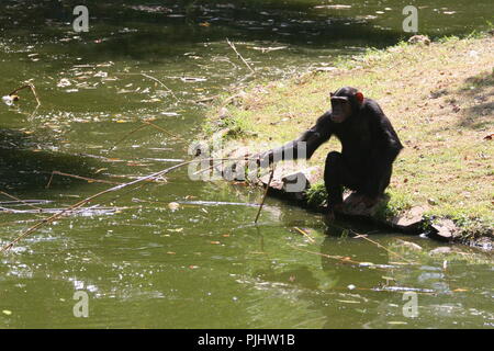 Chimpanzee using a stick as a tool to reach something through a zoo ...