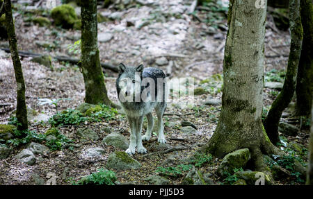 France, Ariege, Orlu, home of wolves, wolf Poland Stock Photo - Alamy