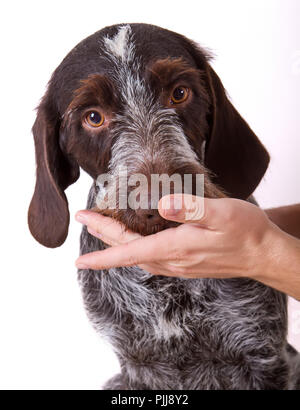 Man feeding cute dog with food from metal bowl Stock Photo - Alamy