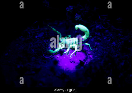 Scorpion at night in the Arizona desert. Venomous night crawler insect ...