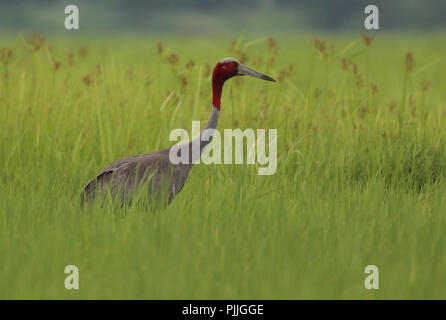 Crane on a paddy Stock Photo - Alamy