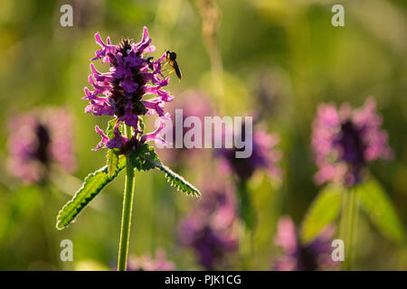 Real Betonie (Betonica officinalis), also Heil-Ziest im Kochler Moos ...
