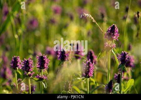 Real Betonie (Betonica officinalis), also Heil-Ziest im Kochler Moos ...