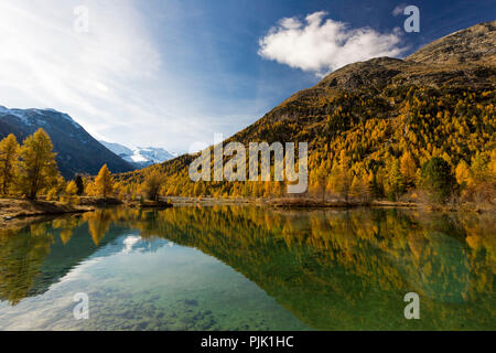 Beautiful view of Morteratsch valley in autumn with many gold colored ...