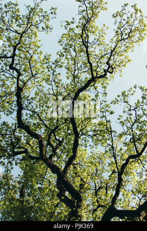 green new oak foliage in sunny weather, oak tree with new foliage that ...