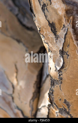 Bark of a quiver tree, details. Quiver tree forest, Namibia Stock Photo ...