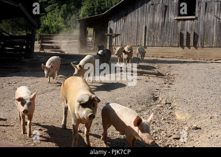 Pig farm in countryside Virginia, USA Stock Photo - Alamy