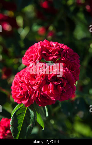 Flowering rambling rose 'Chevy Chase', Close-up Stock Photo - Alamy